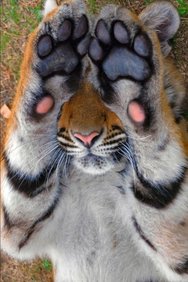 Buy Camera Shy Tiger Cub Journal: 150 page lined notebook/diary book ...