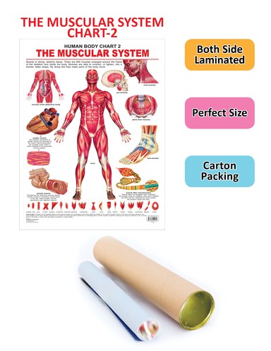 Muscular System Parts For Kids