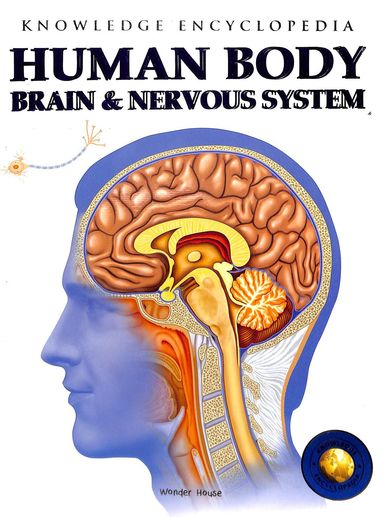 Buy Knowledge Encyclopedia : Human Body Brain & Nervous System book ...